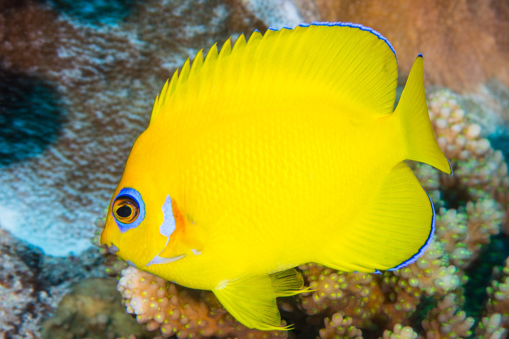 Lemonpeel Angelfish from Îles du Vent, French Polynesia on November 25 ...