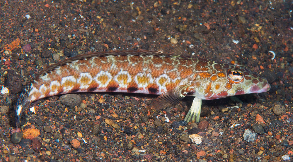 Thousand-spot Grubfish (Parapercis millepunctata) - Marine Life ...