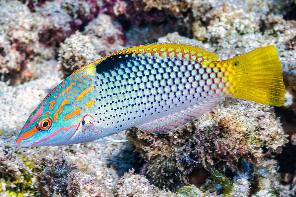 Checkerboard Wrasse (Field guide to fishes of the Coral Sea Marine Park ...