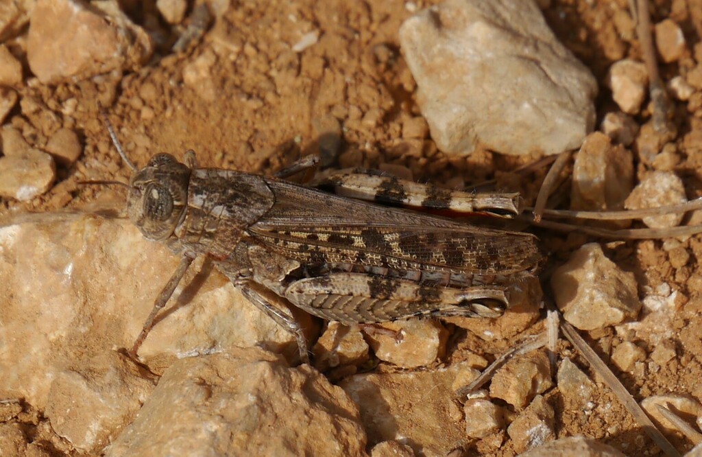 Barbarian Grasshopper from Son Vida, Palma, Islas Baleares, España on ...