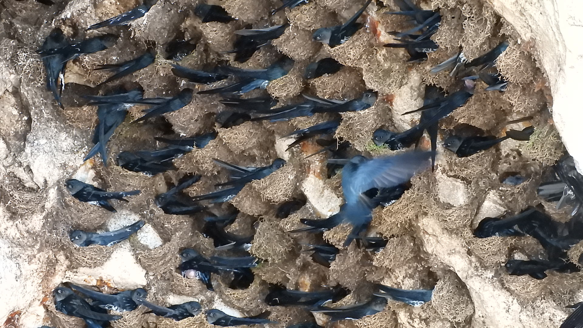 Collocalia affinis Beavan, 1867