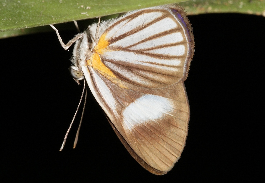 Setabis disparilis from Puerto Inca Province, Peru on September 18 ...