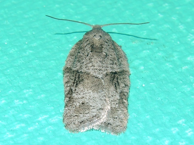North American Black-headed Birch Leaffolder Moth in October 2022 by ...