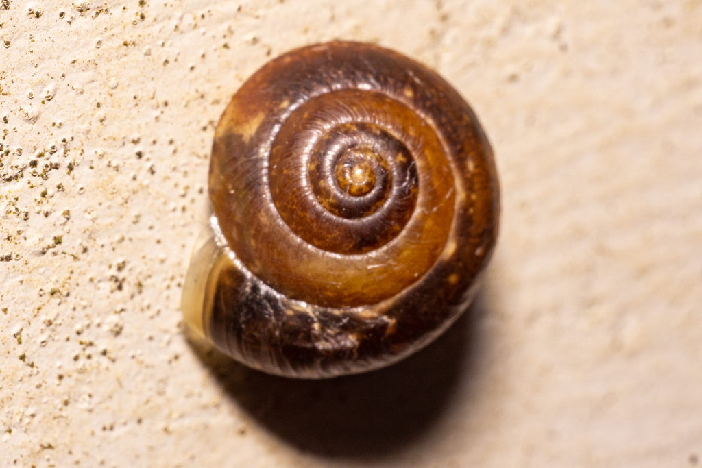Girdled Snail from Queens Promenade, Kingston upon Thames, London, UK ...