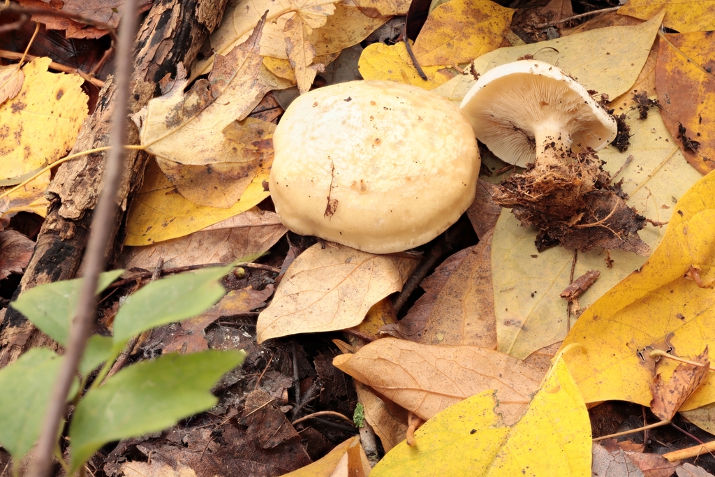 Clitocybe robusta in October 2022 by phroxian · iNaturalist