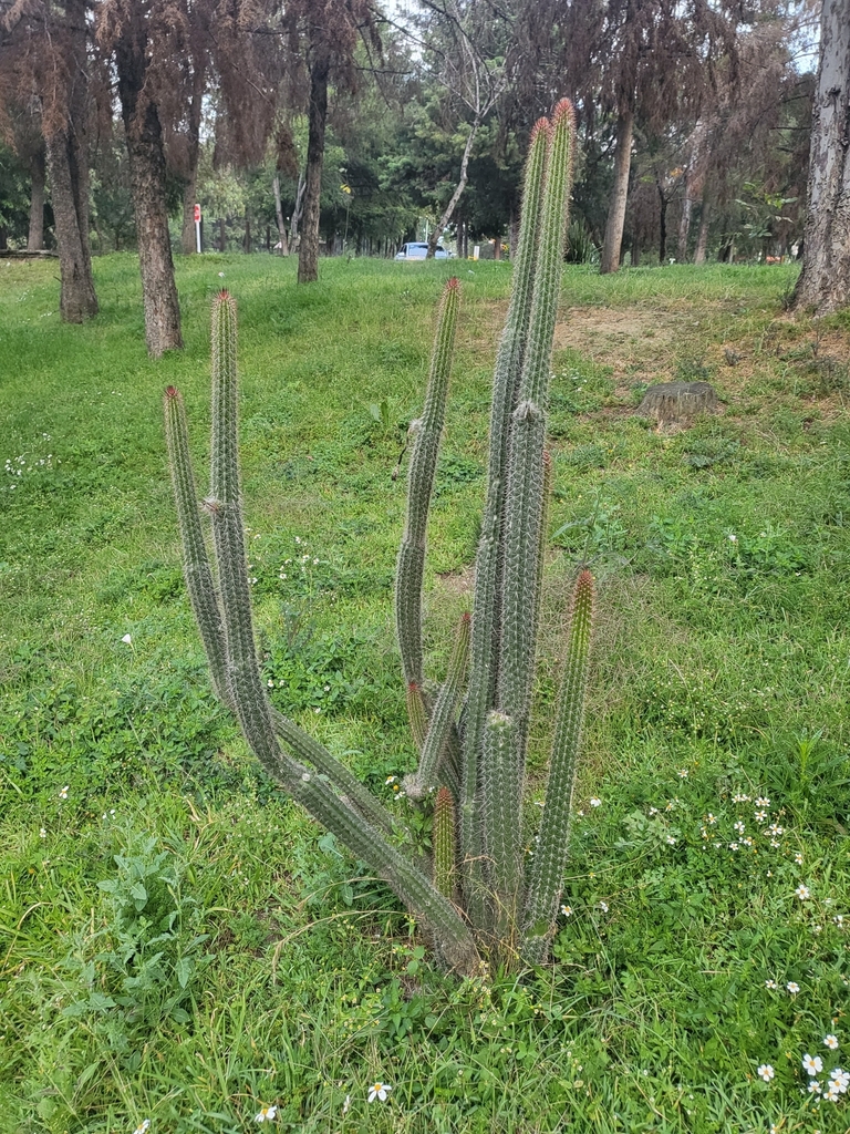 Serpent Cactus from Bosques de la Herradura, Naucalpan de Juárez, Méx ...