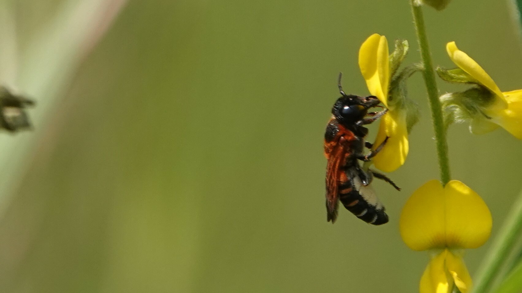 Megachile lerma Cameron, 1908