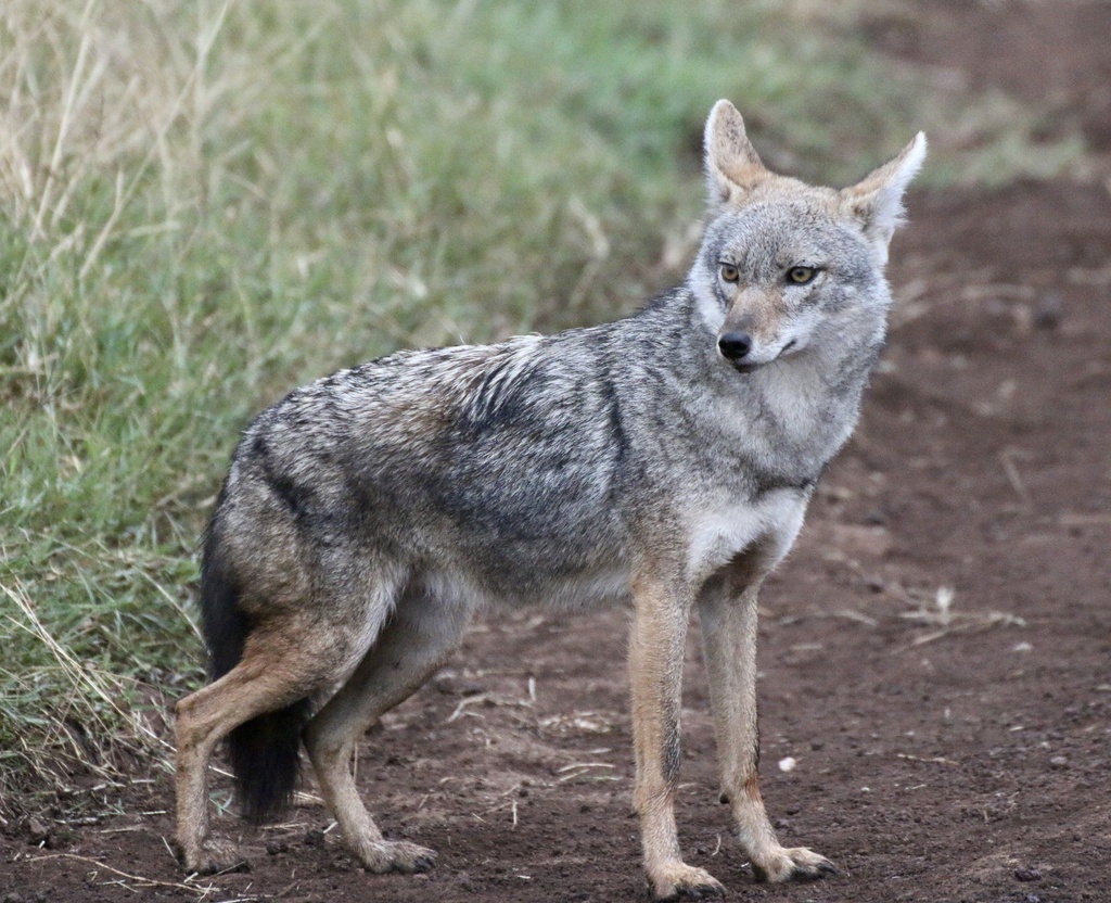 African Wolf (Canis lupaster) - Know Your Mammals