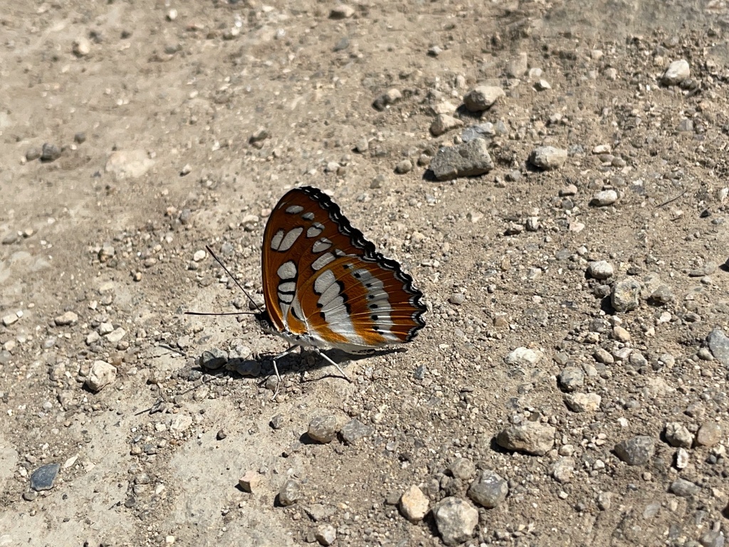 Common Sergeant from Lantau Island, Discovery Bay, New Territories, HK ...