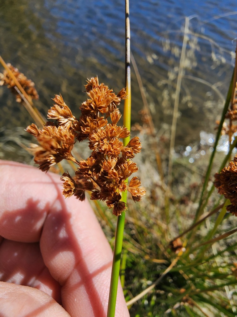 Soft Rush from South Lake Tahoe, CA 96150, USA on October 16, 2022 at ...