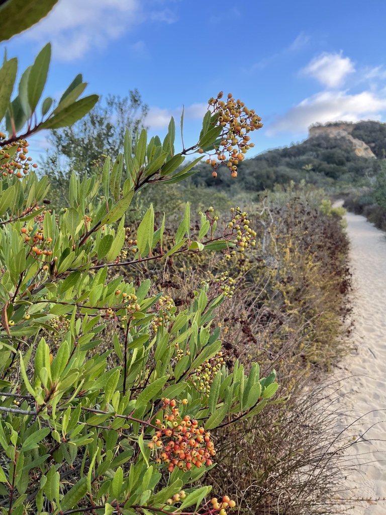 Toyon from Olivenhain, Encinitas, CA, US on October 21, 2022 at 05:05 ...