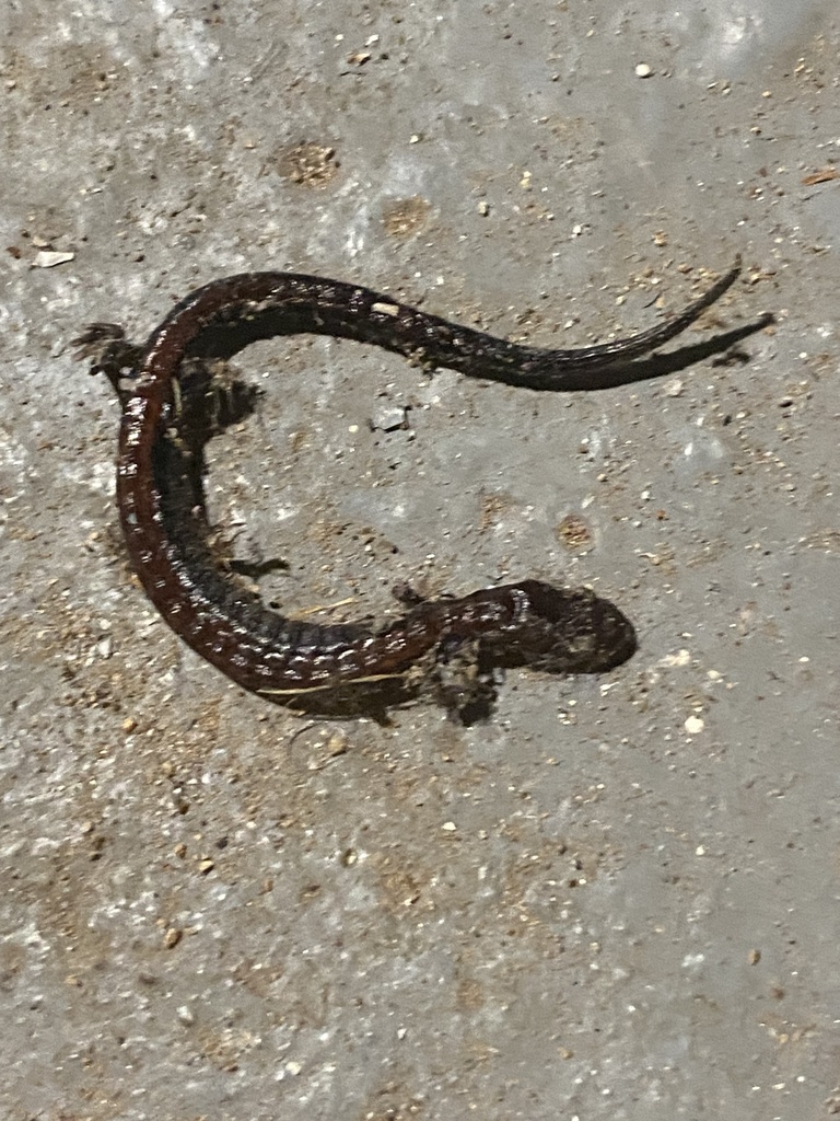 Eastern Red-backed Salamander from Route 211, St. Mary's, NS, CA on ...