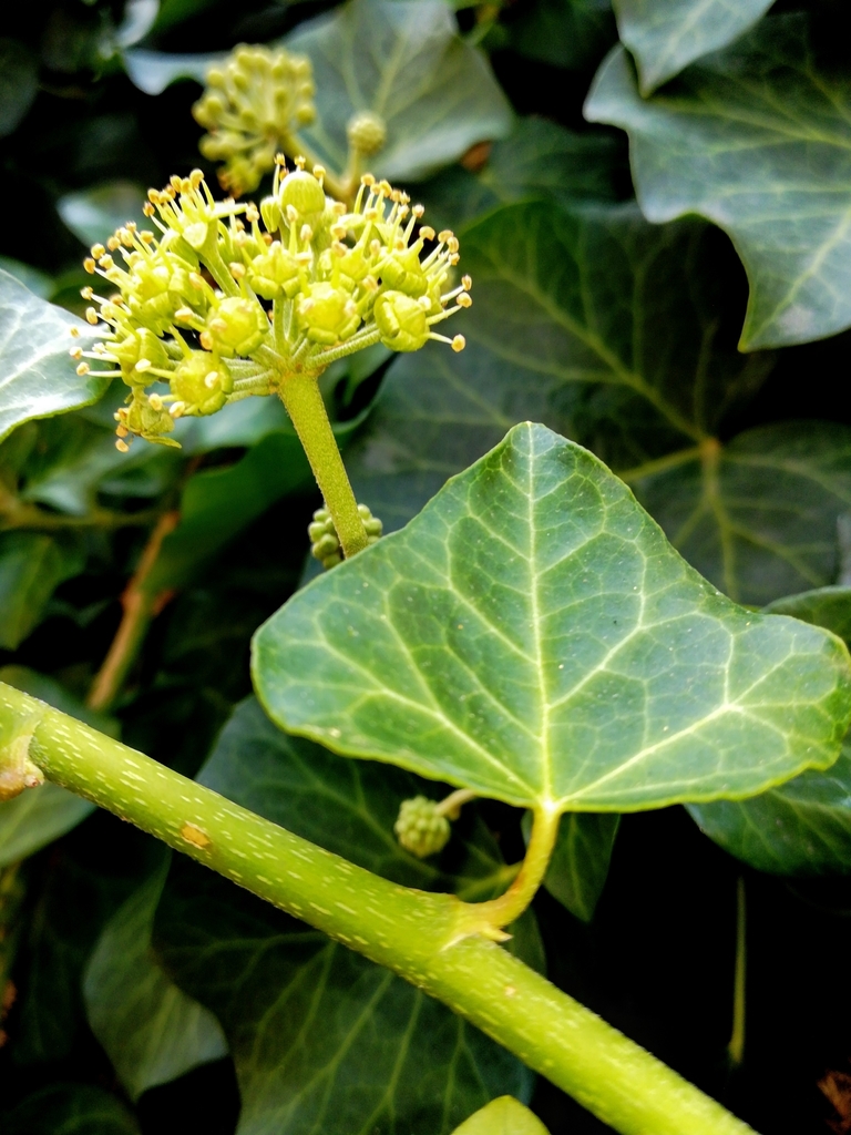 common ivy (Hedera helix) - Botanical Realm
