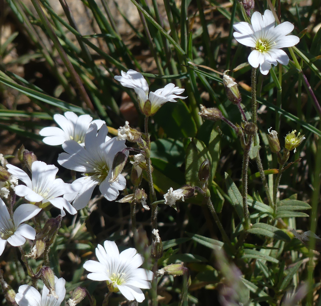 field chickweed from Grand County, CO, USA on August 9, 2022 at 10:33 ...
