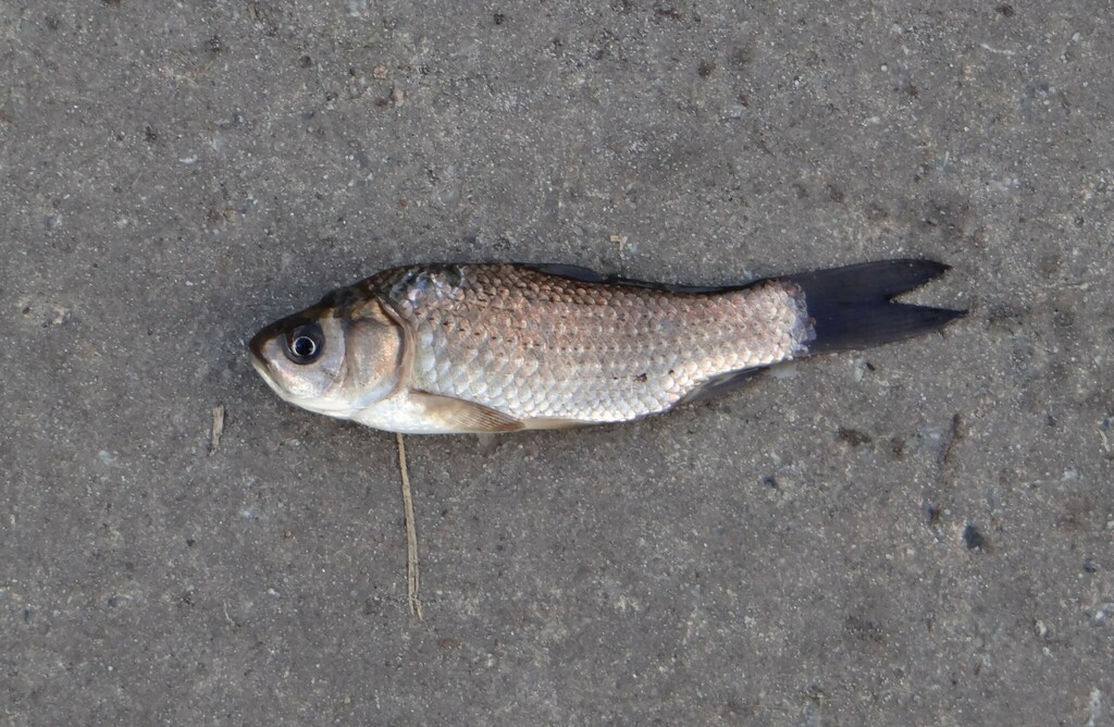 Prussian Carp from Svyatoshyns'kyi District, Kyiv, Ukraine, 02000 on ...
