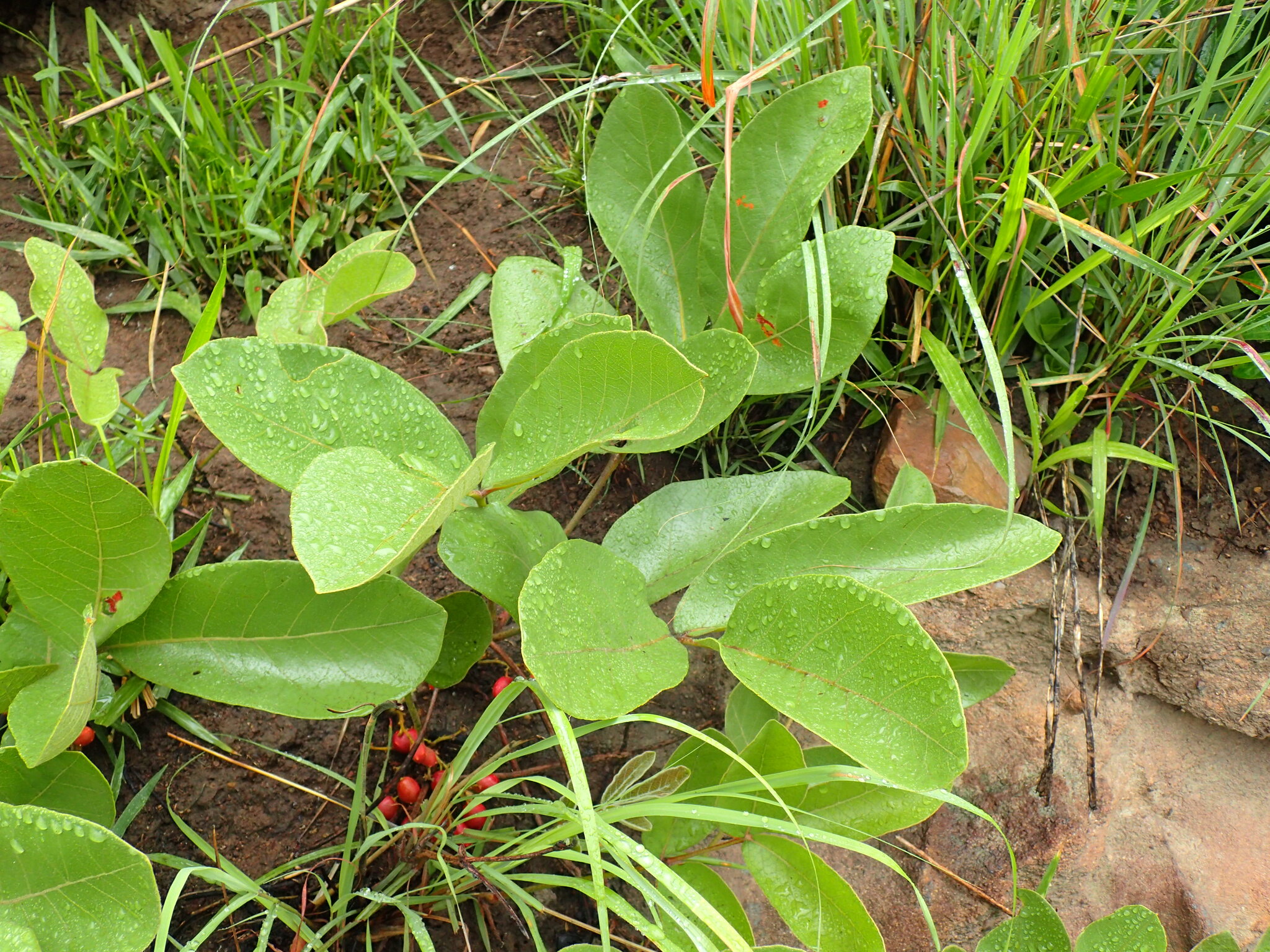 Lannea edulis (Sond.) Engl.