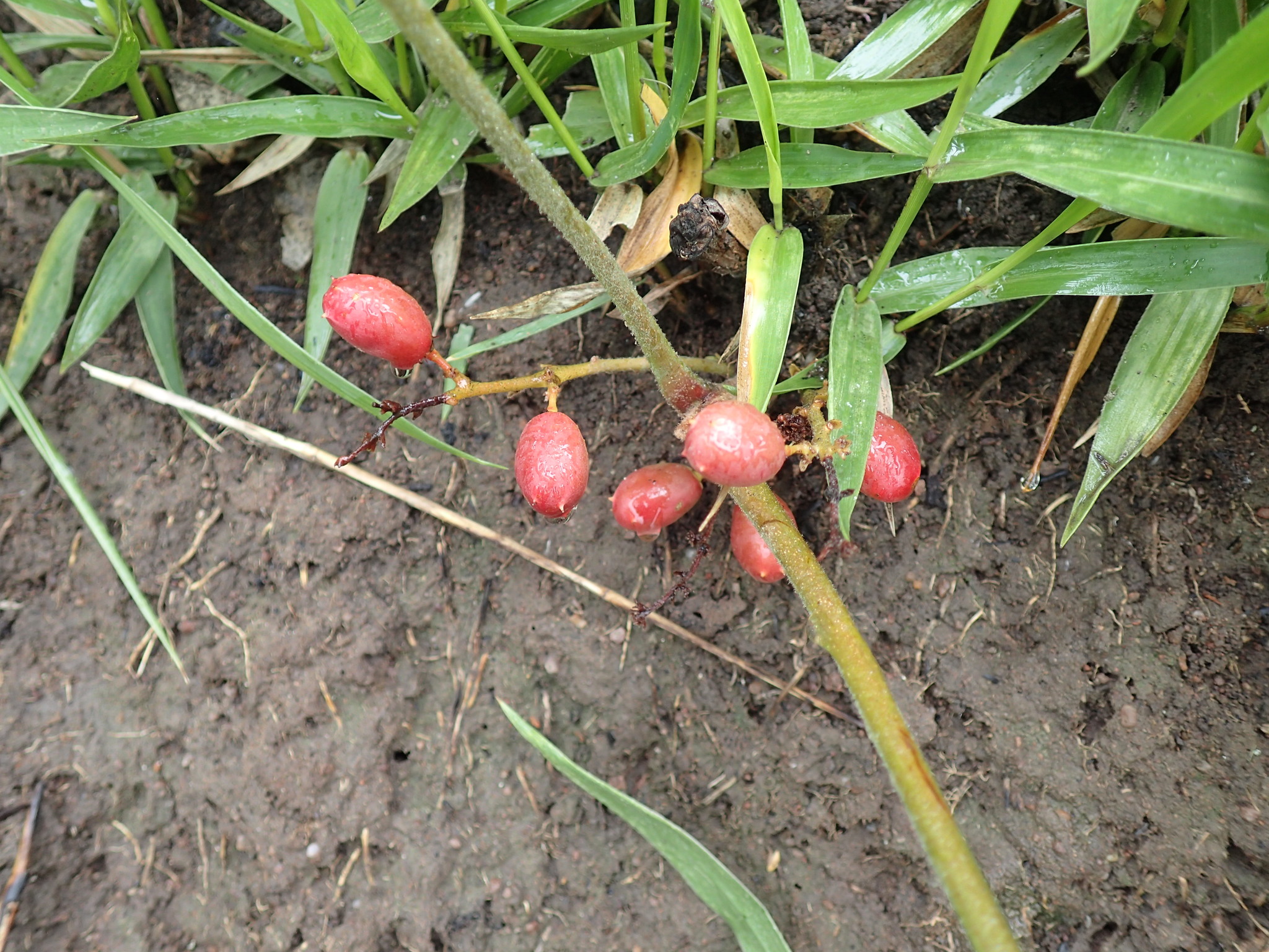 Lannea edulis (Sond.) Engl.