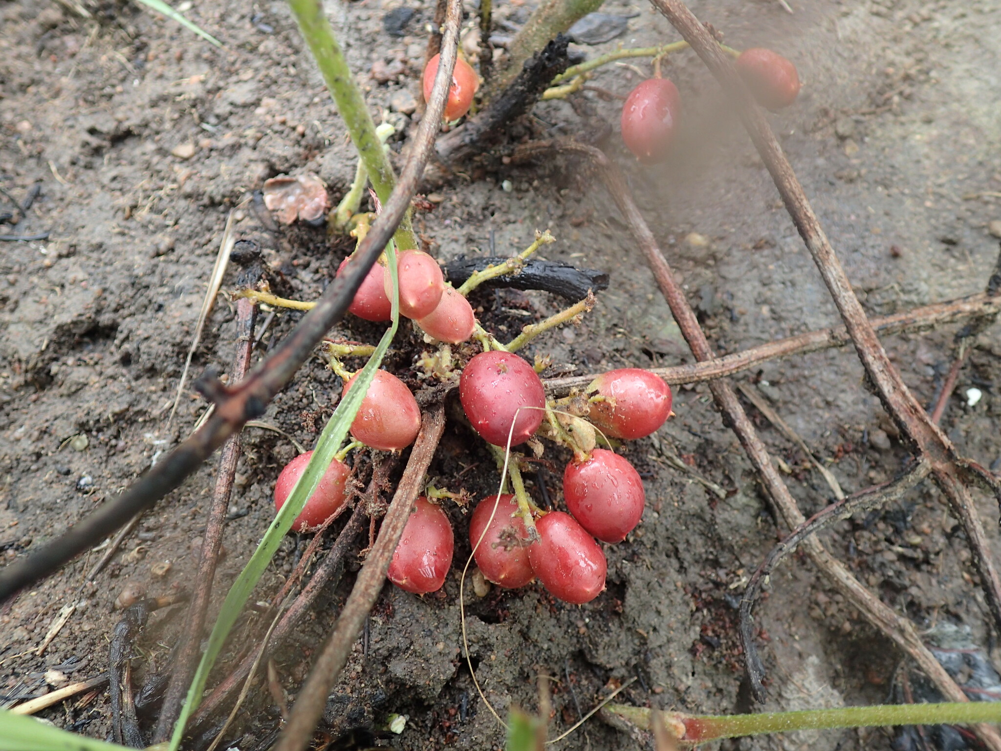 Lannea edulis (Sond.) Engl.