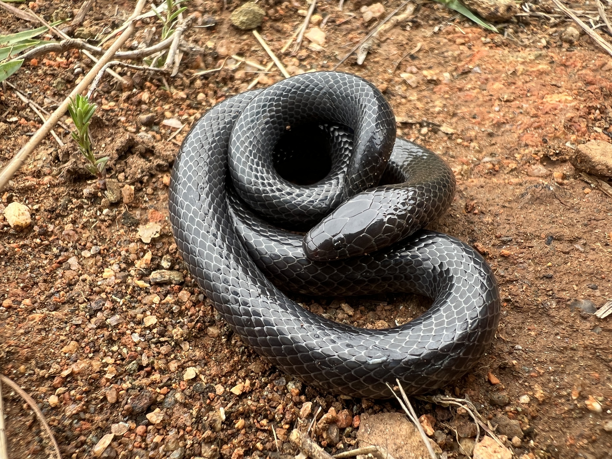Amblyodipsas concolor (Smith, 1849)