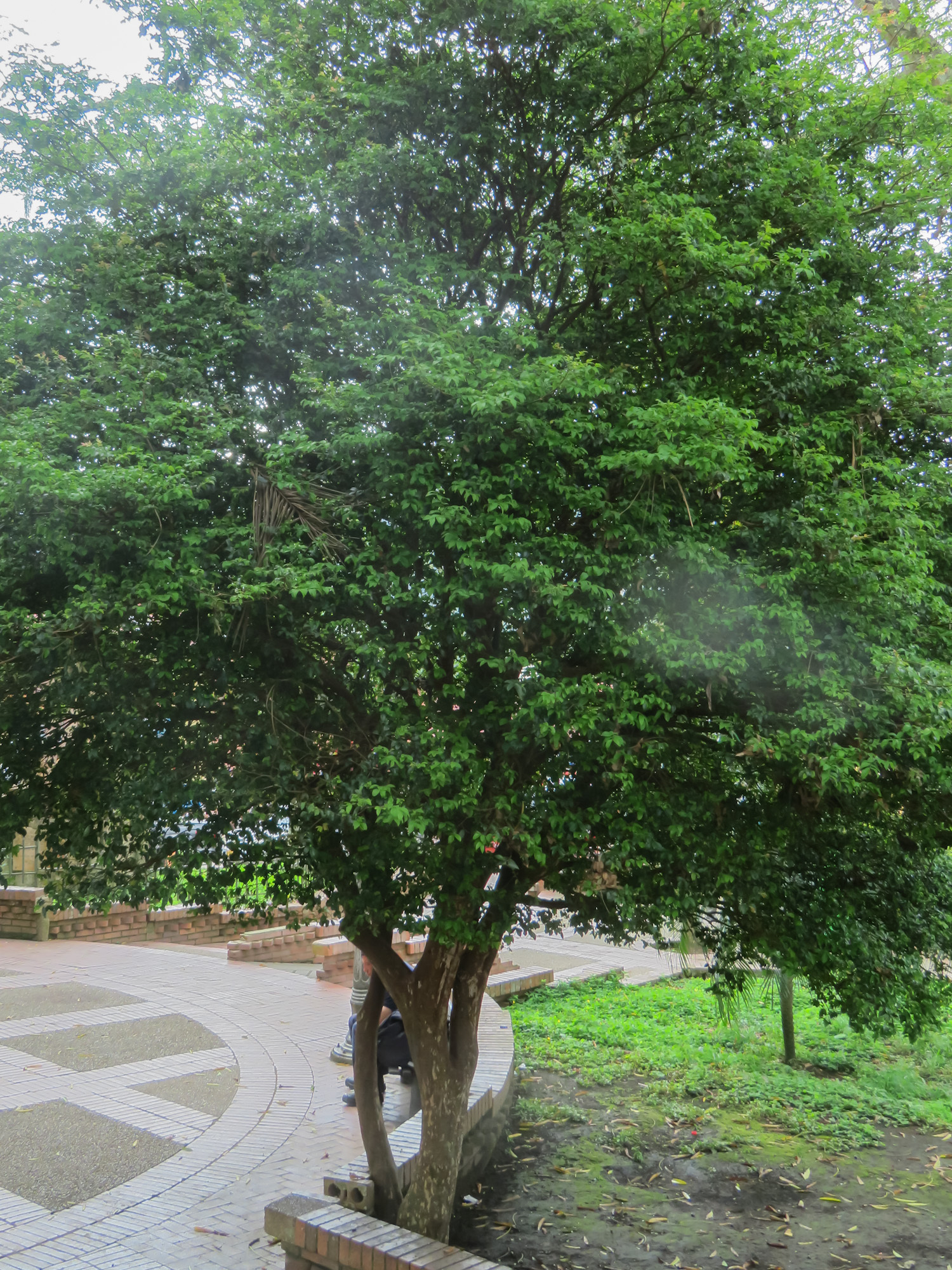 Arvore Jabuticaba