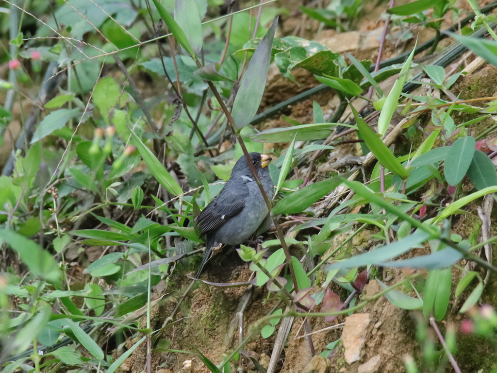 Gray Seedeater from La María, Sasaima, Cundinamarca, Colombia on ...