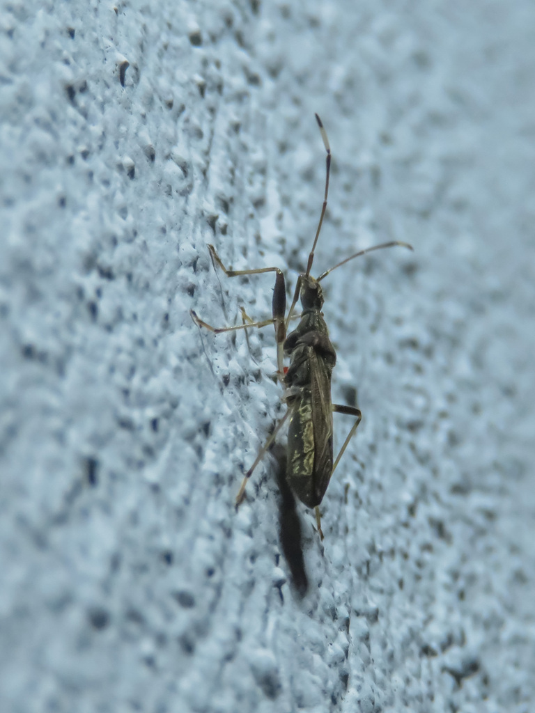 True Bugs from La María, Sasaima, Cundinamarca, Colombia on 14 October ...
