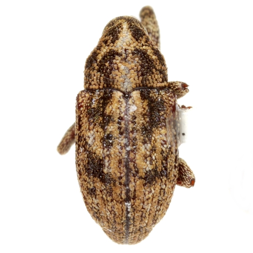 (Cophes texanus)