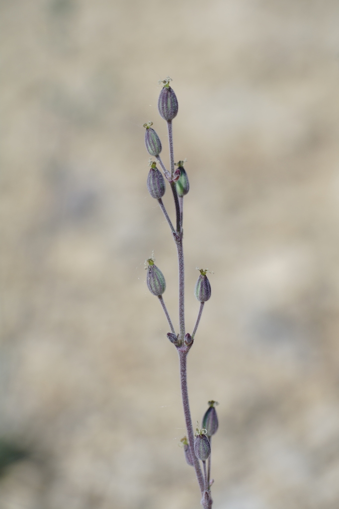 (Silene) - Botanical Realm