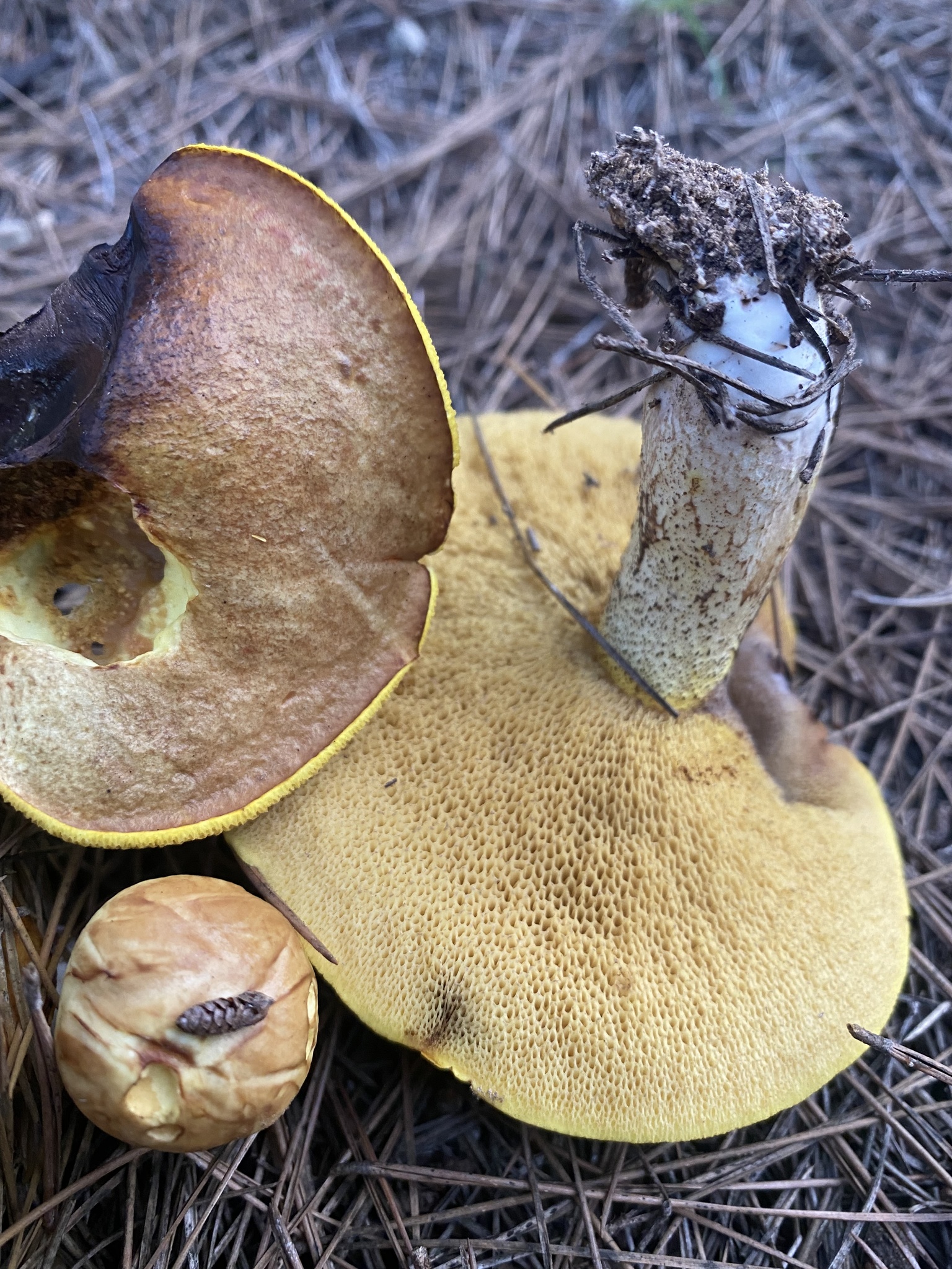 Suillus mediterraneensis (Jacquet. & J.Blum) Redeuilh