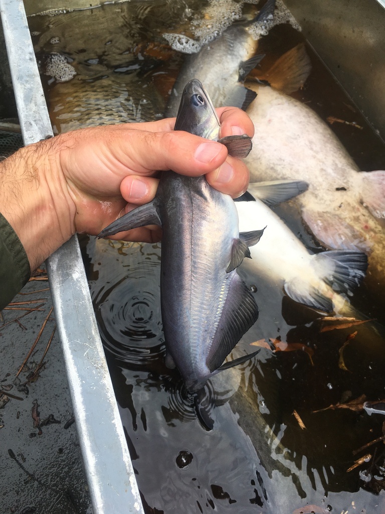 Blue Catfish from Charleston County, SC, USA on October 26, 2022 at 11: ...