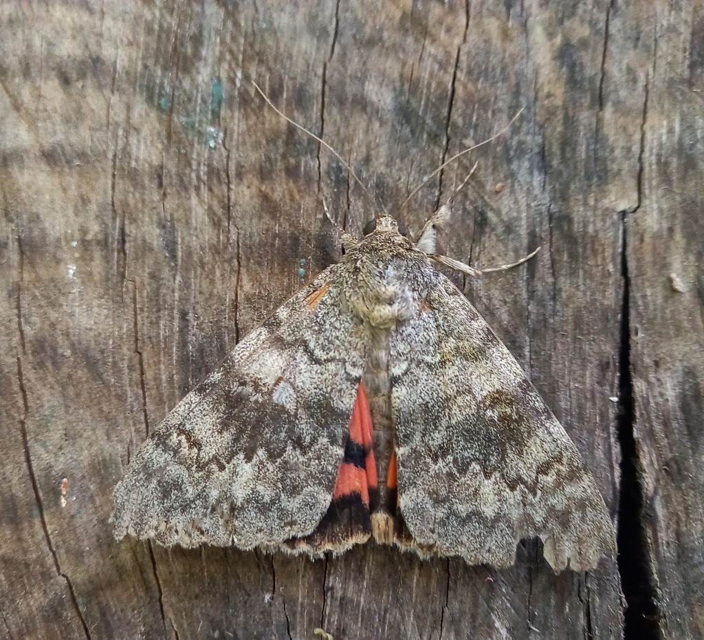 French Red Underwing from Escola Secundária José Gomes Ferreira on ...