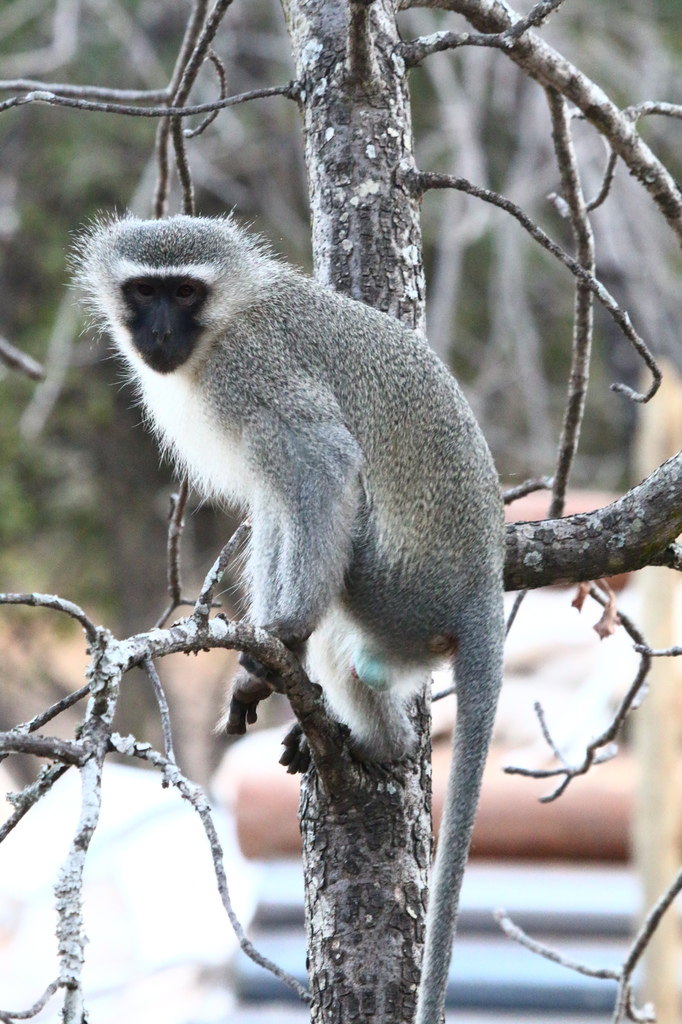 Southern Vervet Monkey from Mopani, Zuid-Afrika on July 27, 2018 at 04: ...