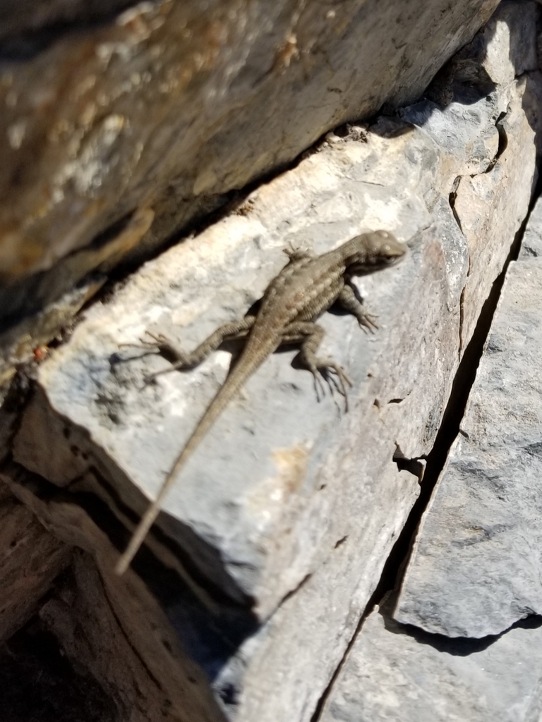 Common Sagebrush Lizard from Timpanogos Cave Trail, Provo, UT 84604 ...