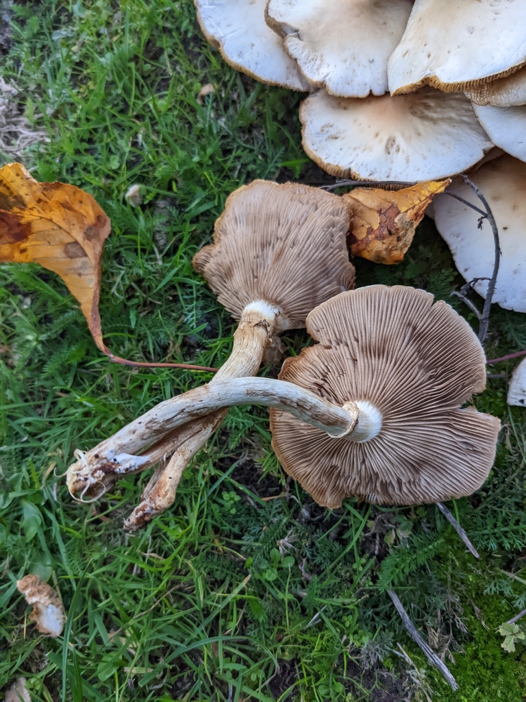 Common Gilled Mushrooms and Allies from Tamworth B79 7ND, UK on October ...