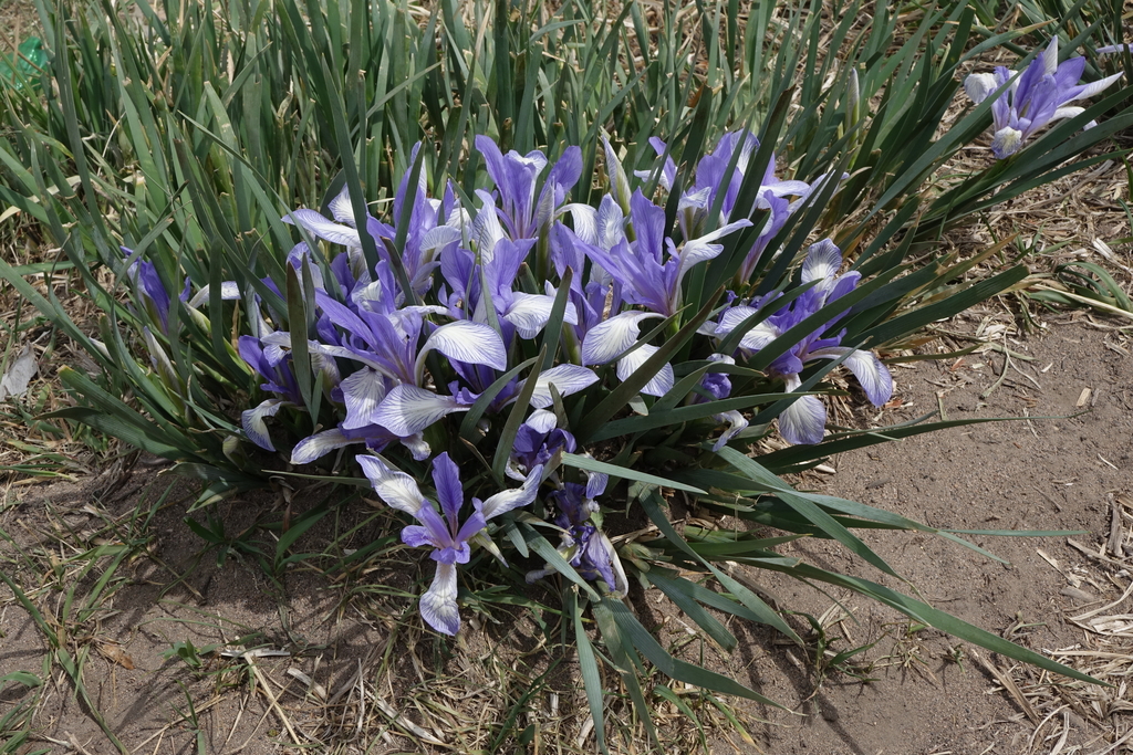 Iris lactea biglumis from Russia, Republic of Khakasia, Shira Distric,t ...