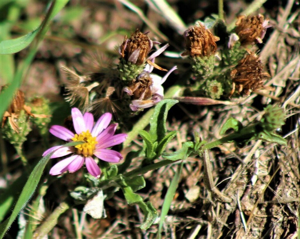 California Aster from San Diego, California, United States on October ...