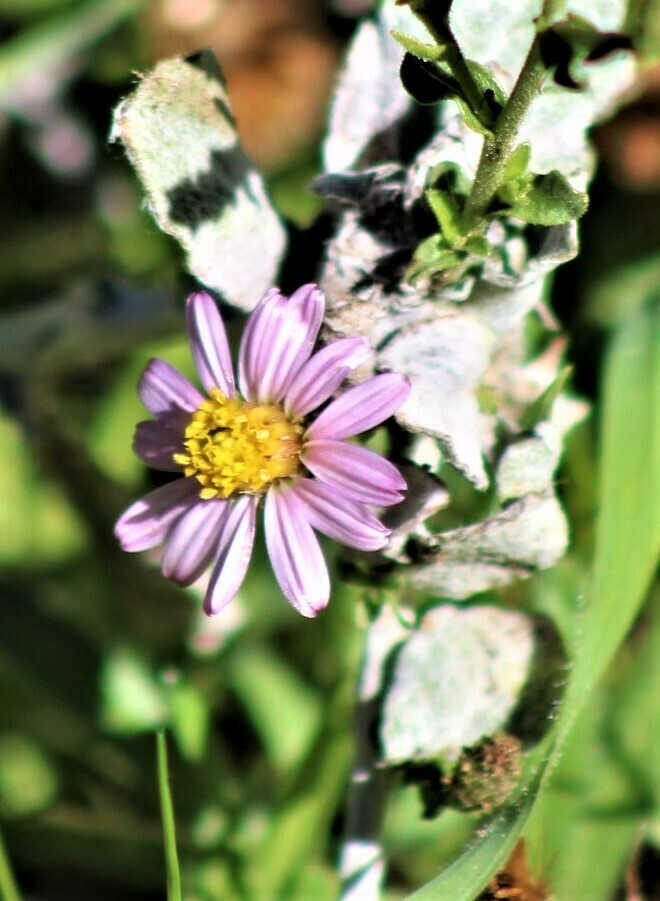 California Aster from San Diego County, CA, USA on October 25, 2022 at ...