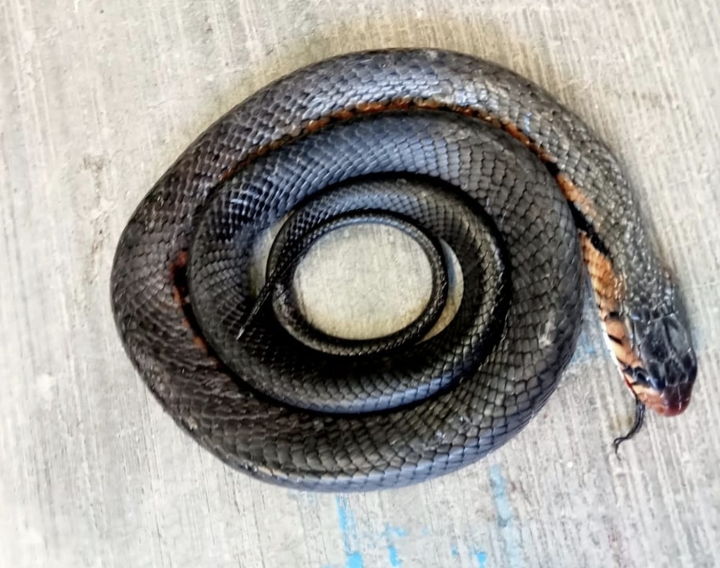 Mexican West Coast Indigo Snake from San Marcos Arteaga, Oaxaca, México ...