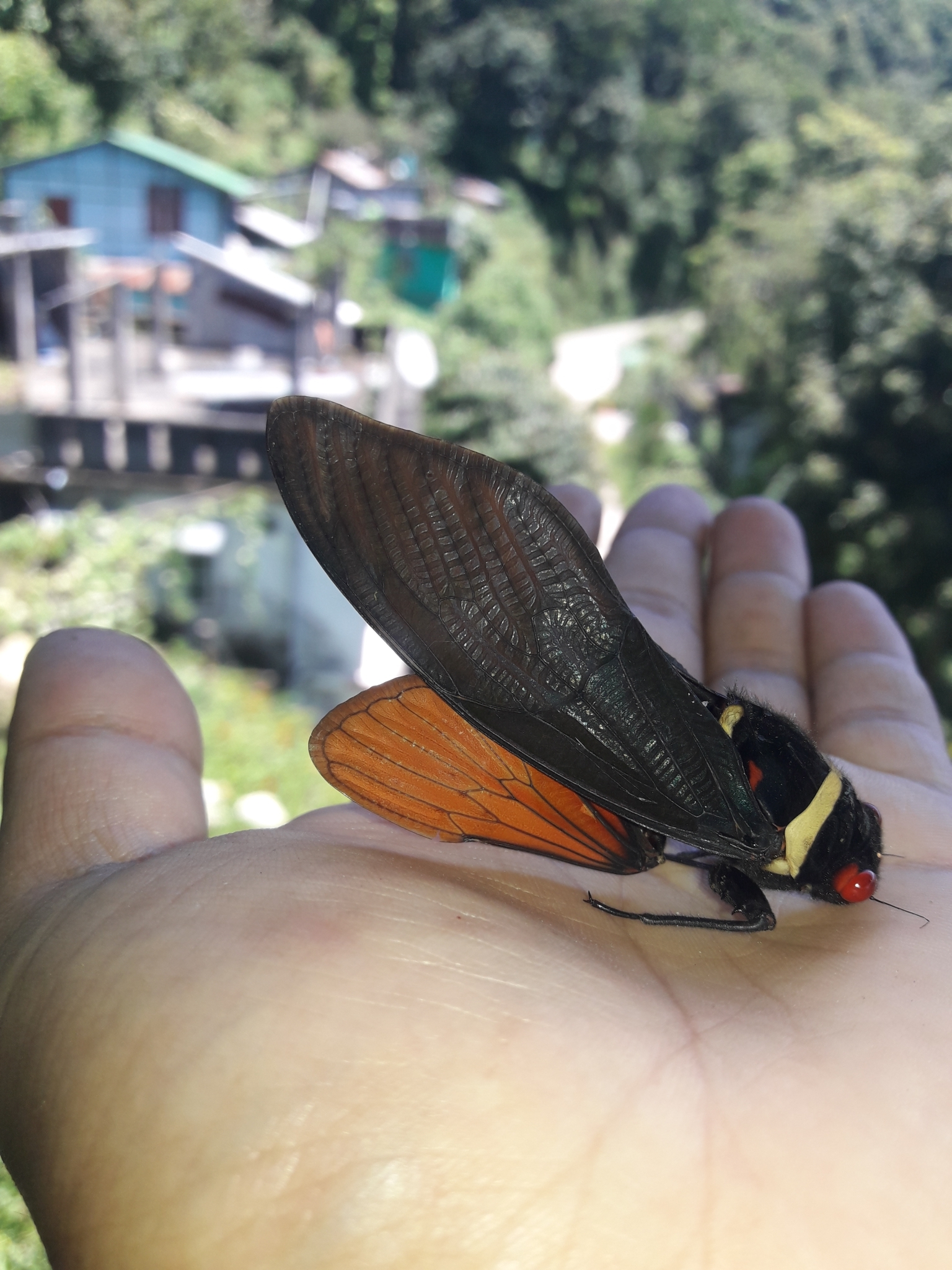 Tosena mearesiana (Westwood, 1842)