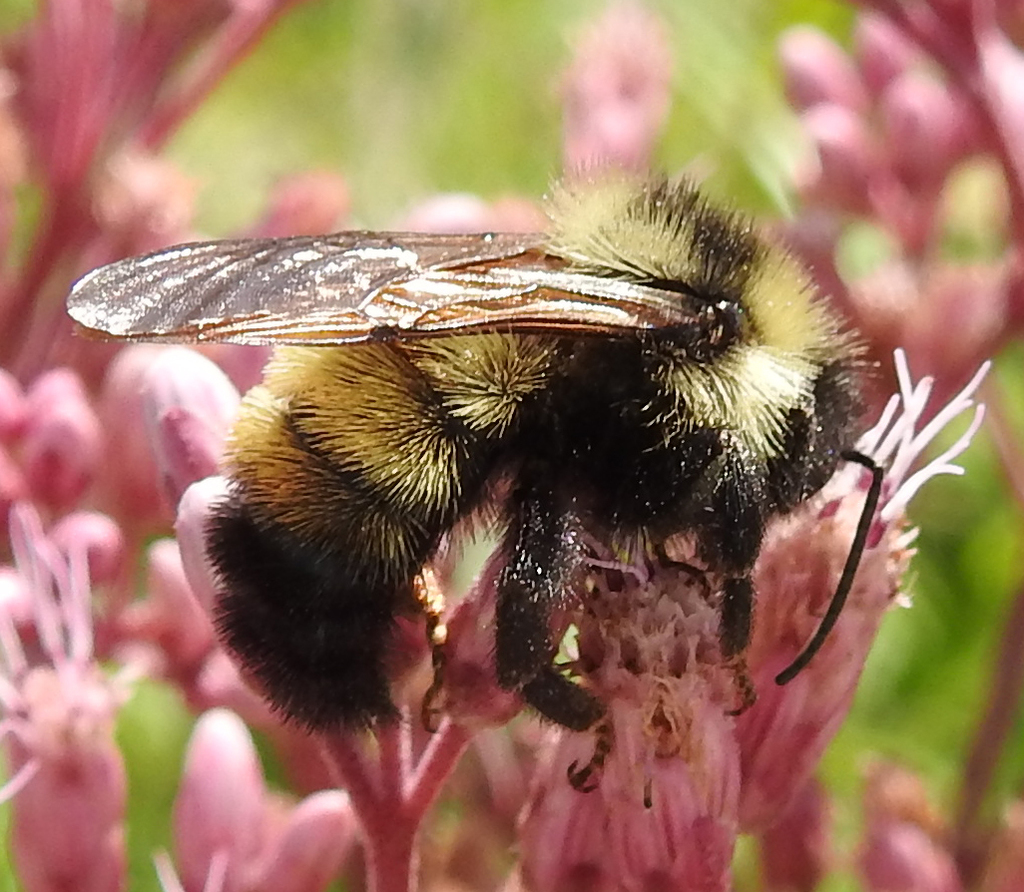 Lemon Cuckoo Bumble Bee from Rondeau Provincial Park, Ontario, Canada ...