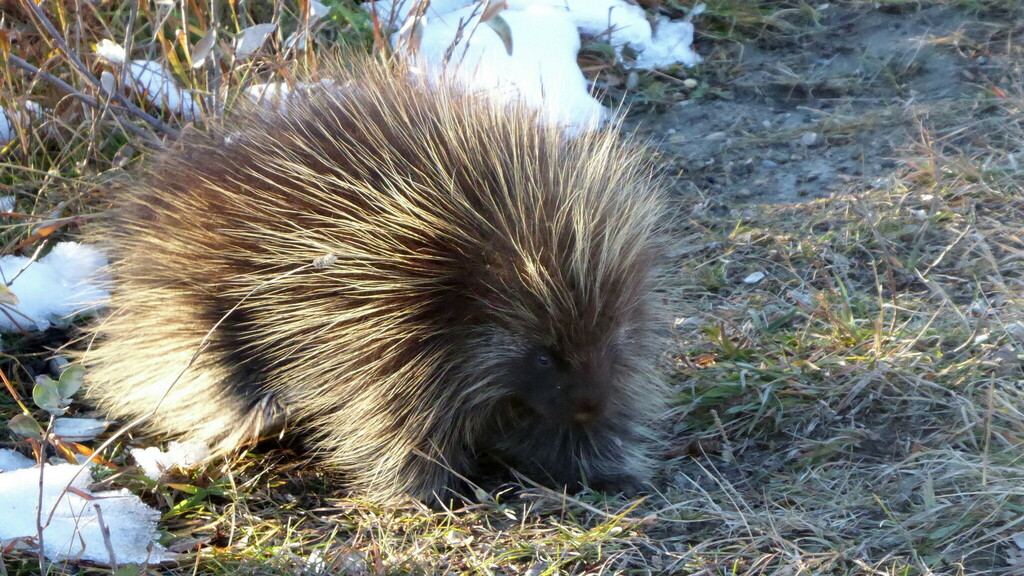 North American Porcupine from Glenbow Ranch Prov Park AB, Canada on ...