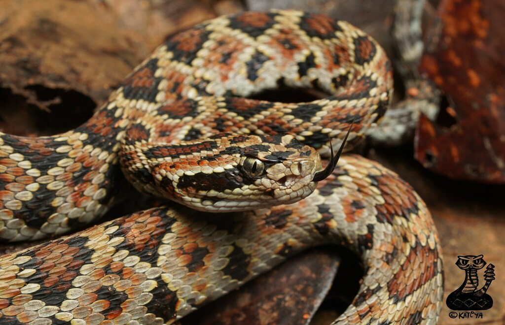 Guerreran Long-tailed Rattlesnake in September 2022 by Katiya ...