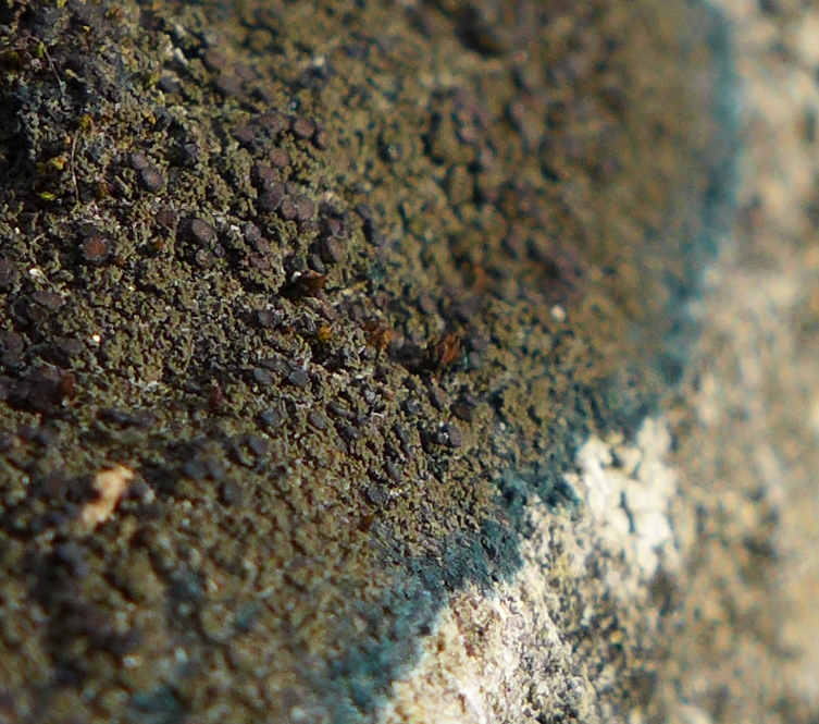 Dichothrix from Innenstadt, Göttingen, Deutschland on February 23, 2019 ...