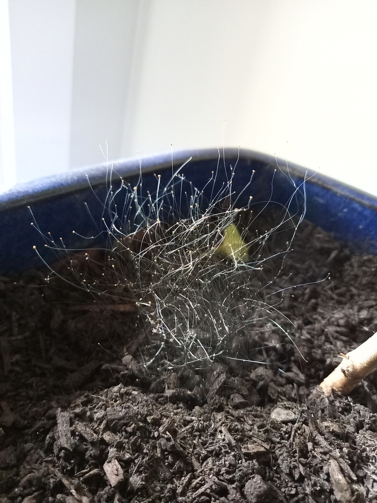 Phycomyces in October 2022 by Richard Smale. Unsure if right ...