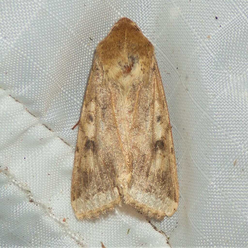 Corn Earworm Moth from Fitzgerald Rd, Burdett, NY 14818, USA on October ...