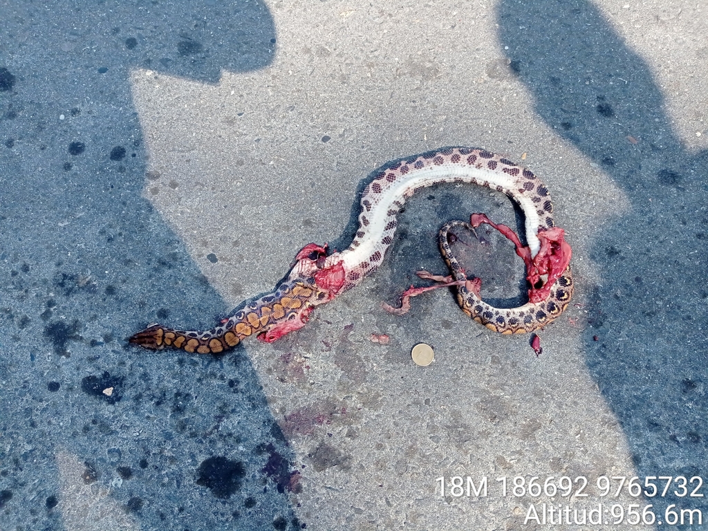 Western Rainbow Boa from Cuchaentza, Ecuador on October 26, 2022 at 09: ...