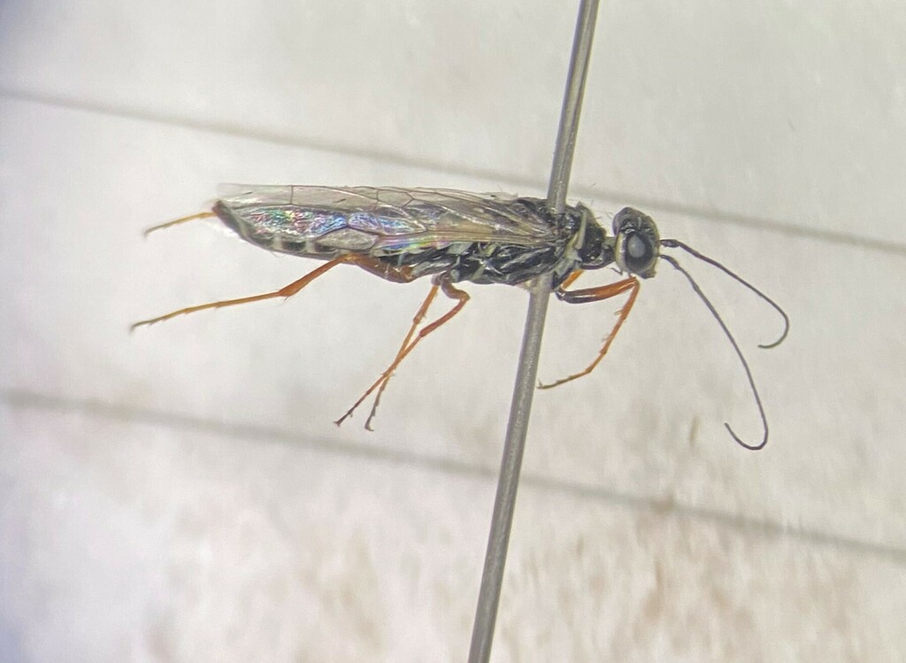 Incense-cedar Wood Wasp from Lassen County, CA, USA on July 11, 2022 at ...