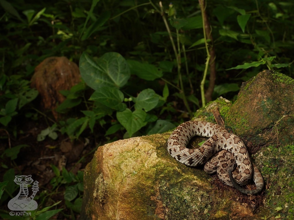 Sinaloan Long-tailed Rattlesnake in August 2022 by Katiya (Yekaterina ...
