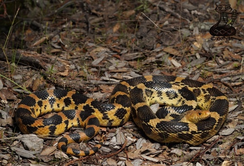 (Pituophis deppei deppei) - Snakes and Lizards