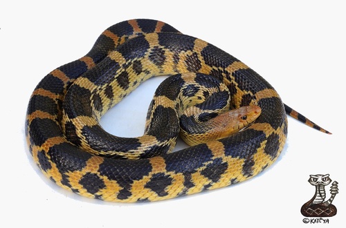 (Pituophis deppei deppei) - Snakes and Lizards